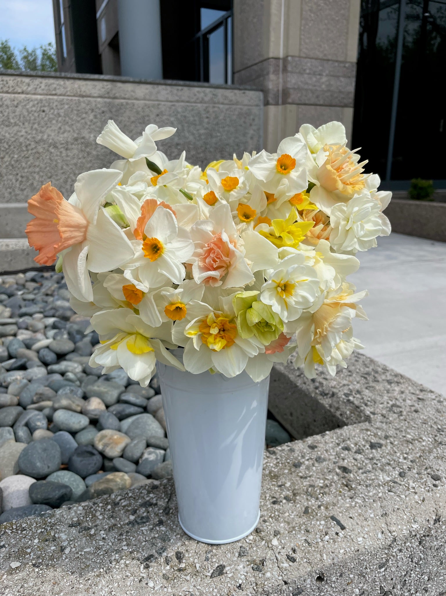 Daffodils are the Best! – The Happy Hour Flowers
