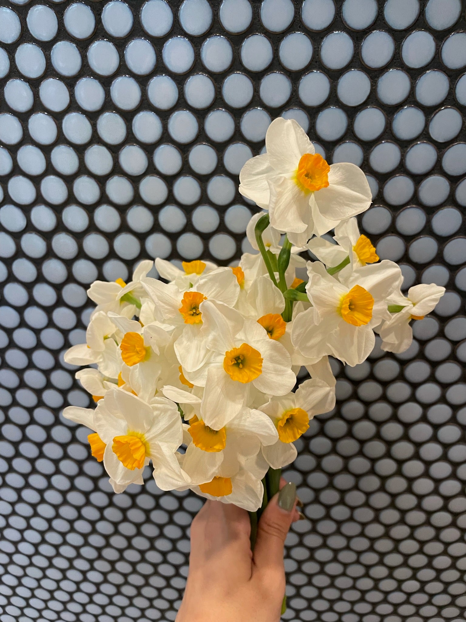 Create Stunning Spring Bouquets with Pre Order Daffodil Bulbs - The Ha ...