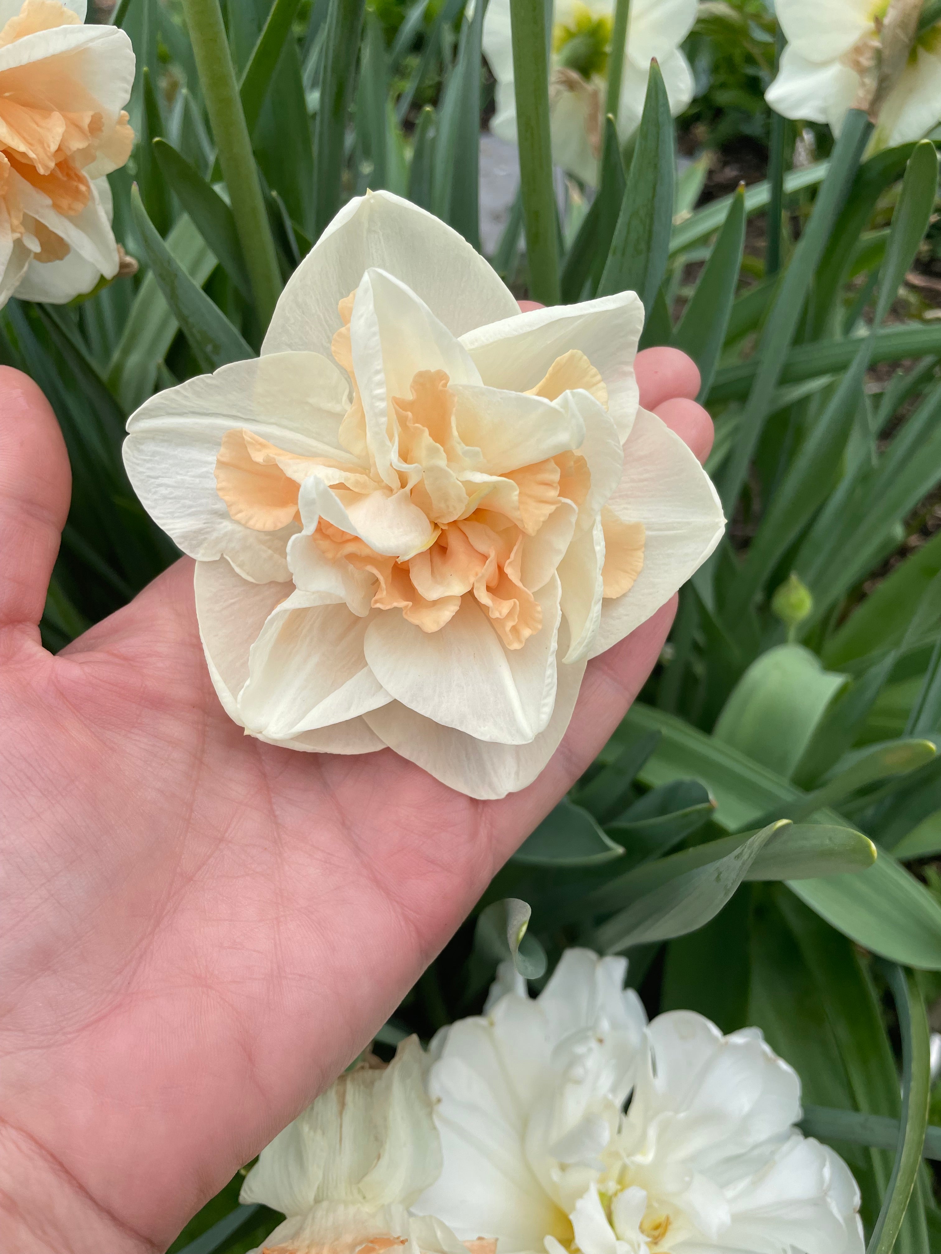 Begin a Cutting Garden in Pink - The Happy Hour Flowers
