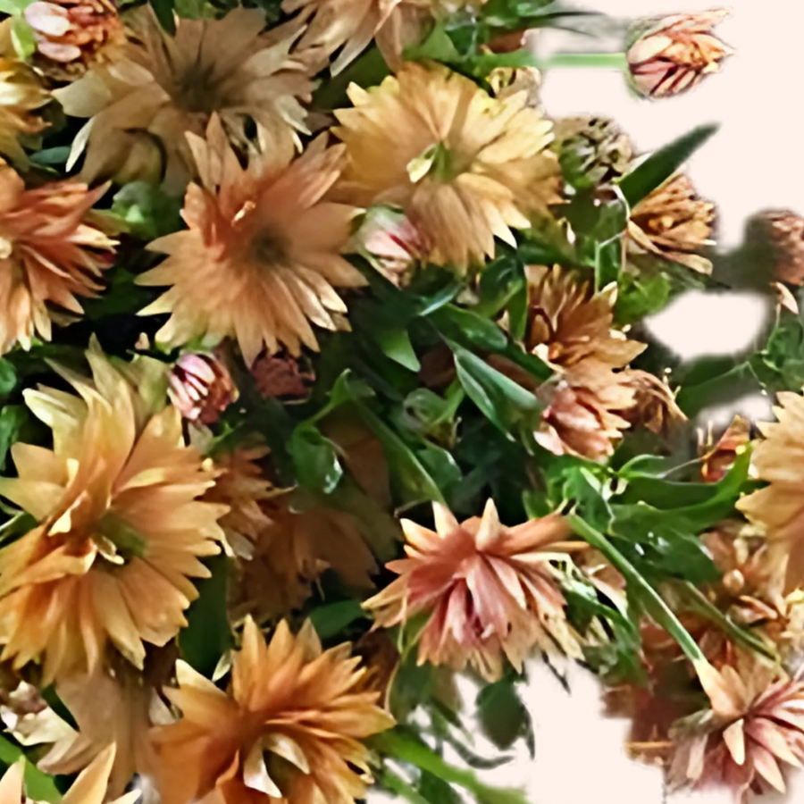 Moderna Ranunculus – The Happy Hour Flowers