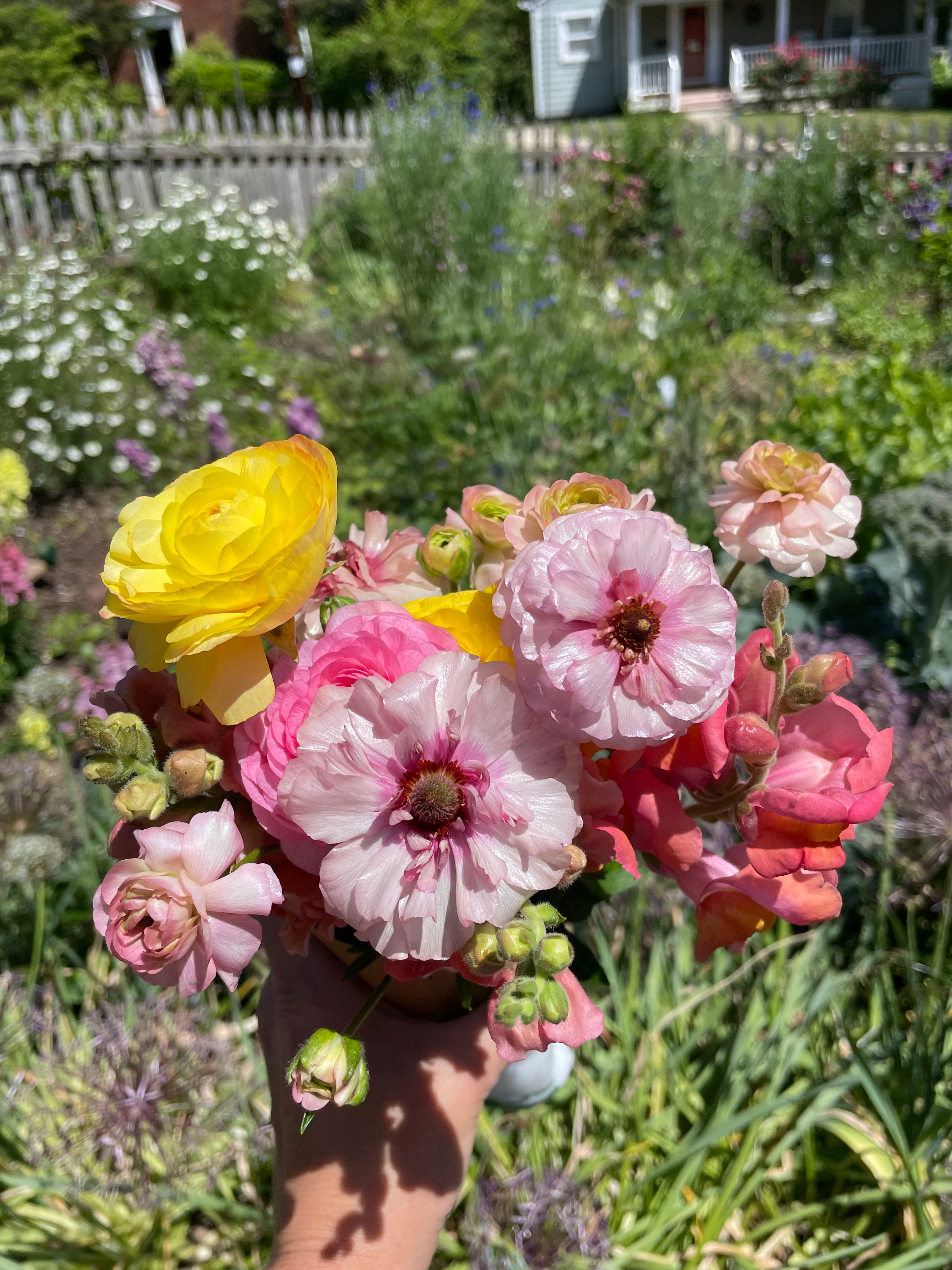 Shop Butterfly Ranunculus Corms – The Happy Hour Flowers