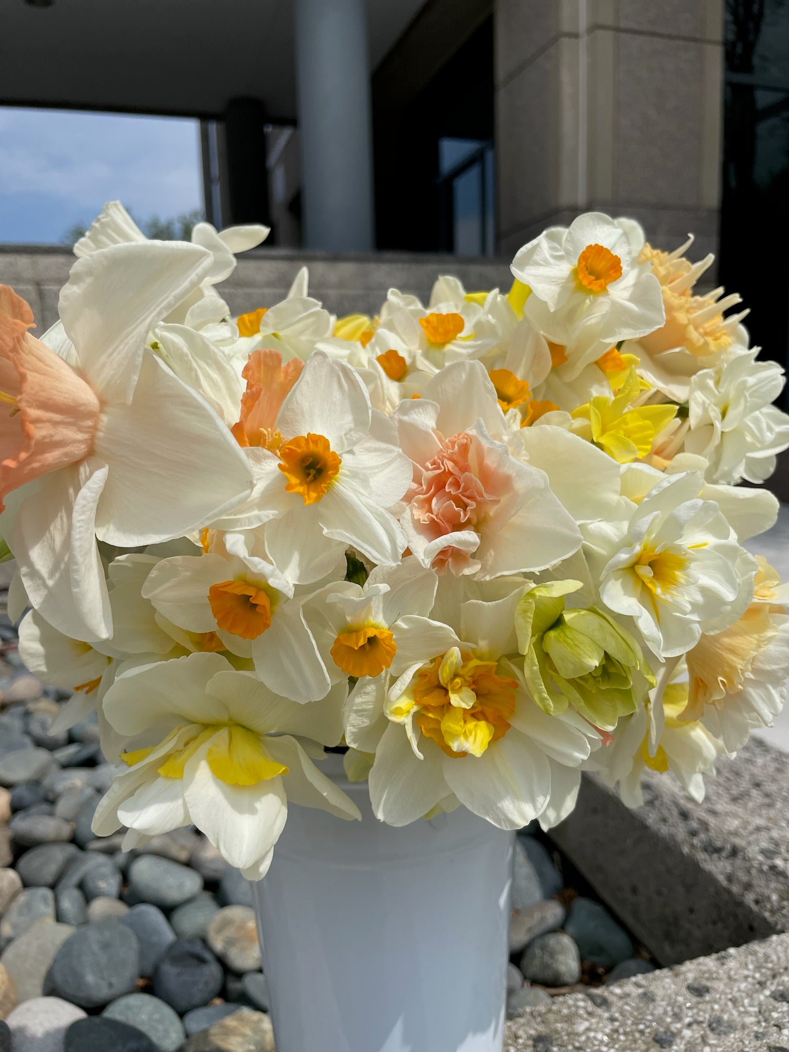 Flower Farmer's Daffodil Bulbs – The Happy Hour Flowers