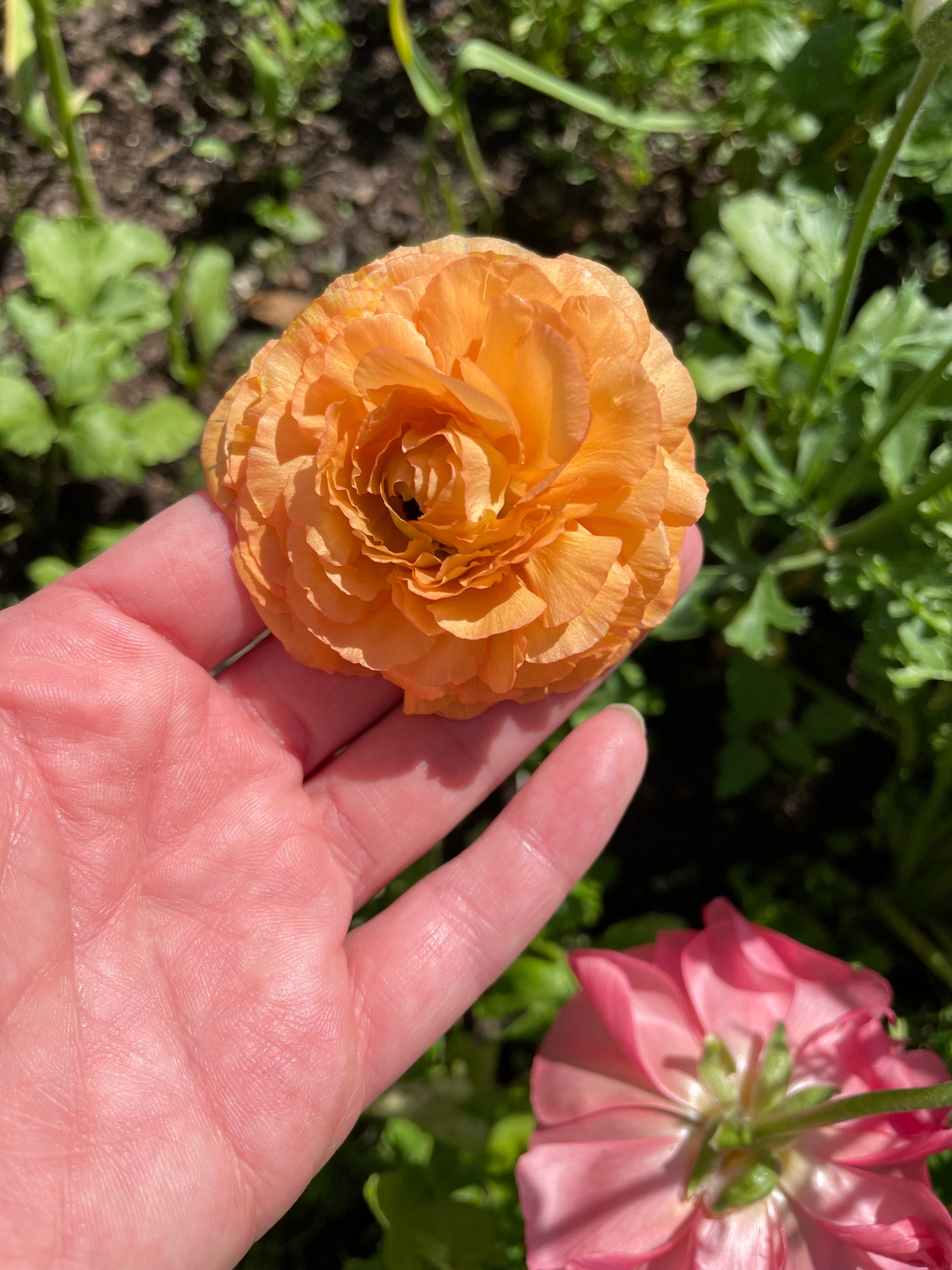 Charming Orange Ranunculus Blooms – The Happy Hour Flowers
