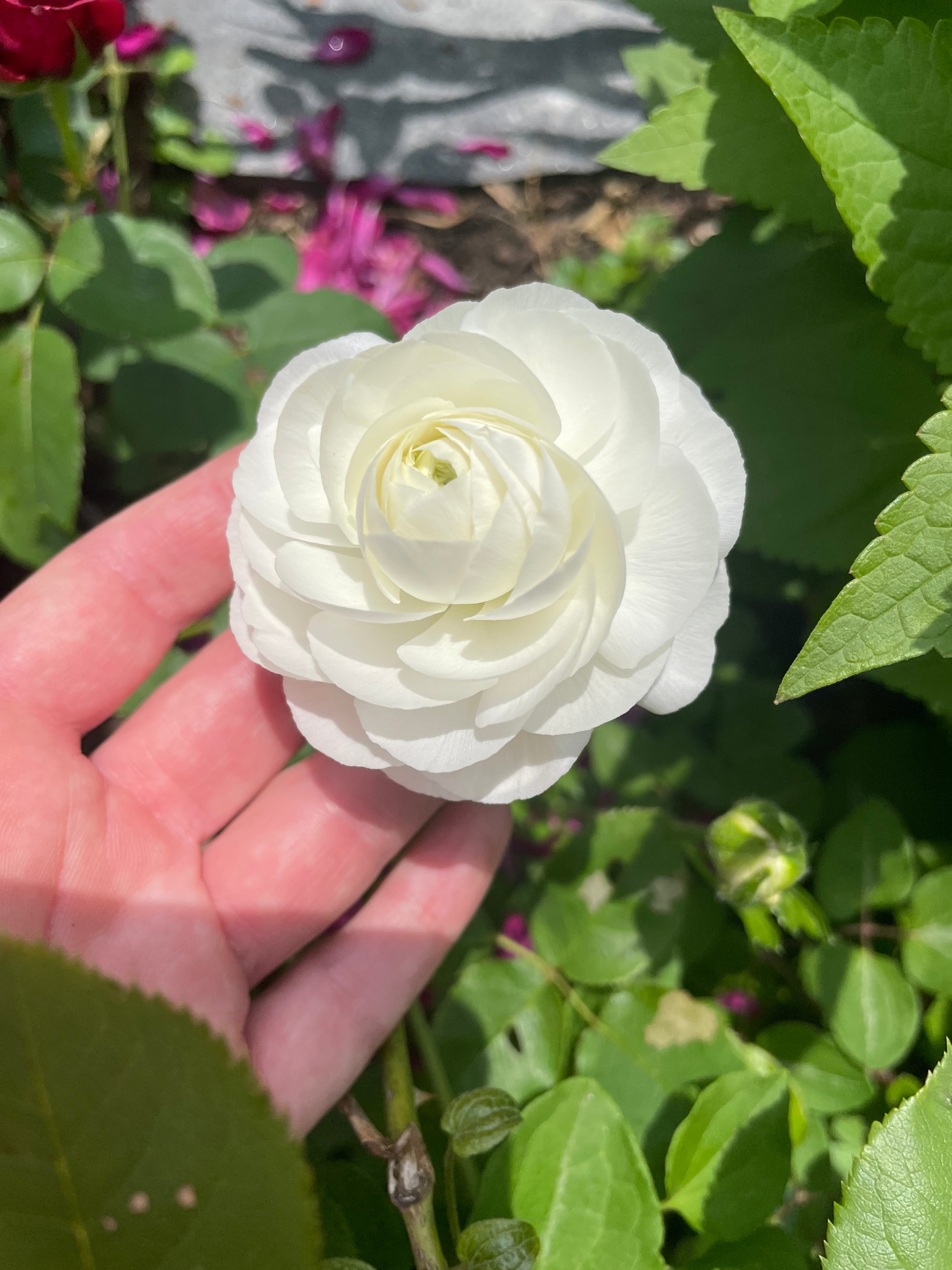 White Blooms Collection – The Happy Hour Flowers