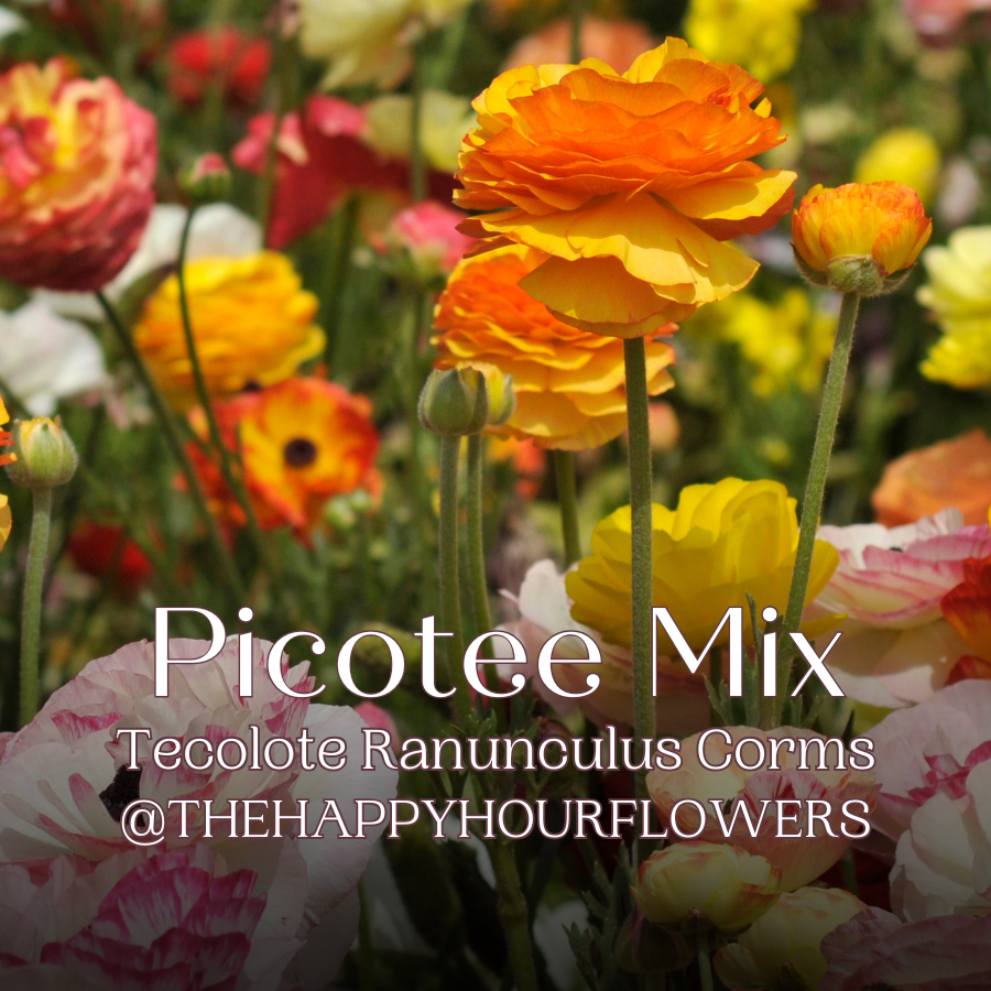 Ranunculus La Belle Champagne – The Happy Hour Flowers