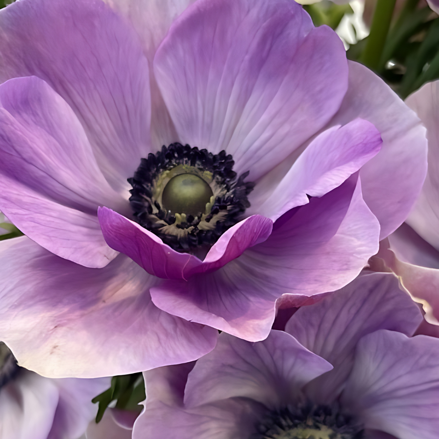 Anemone Collection for Spring Planting – The Happy Hour Flowers