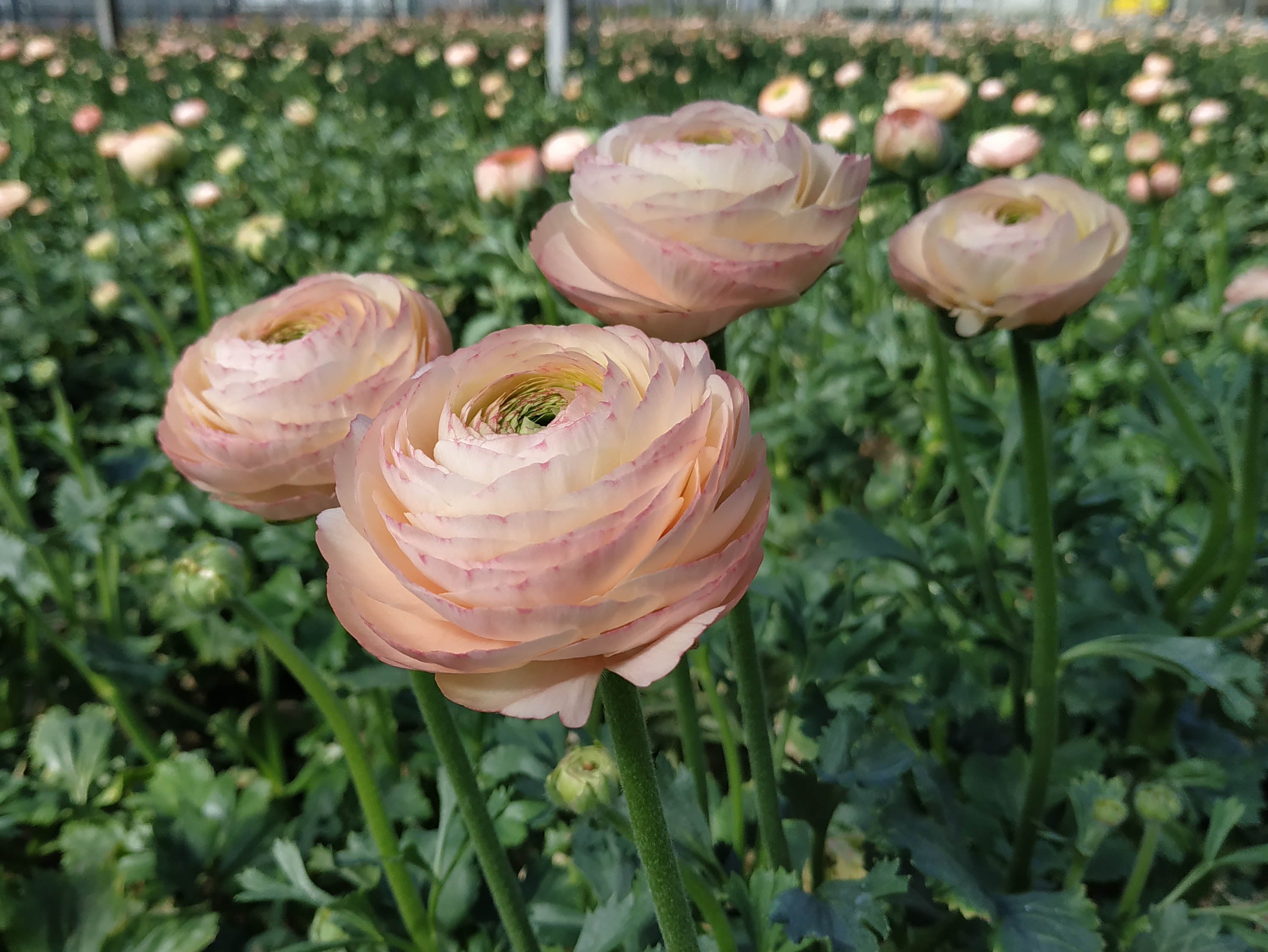 Ranunculus Corms Grand Pastel - Pack of 5 – The Happy Hour Flowers