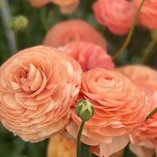 Success Cloni Ranunculus - Pack of 5 – The Happy Hour Flowers