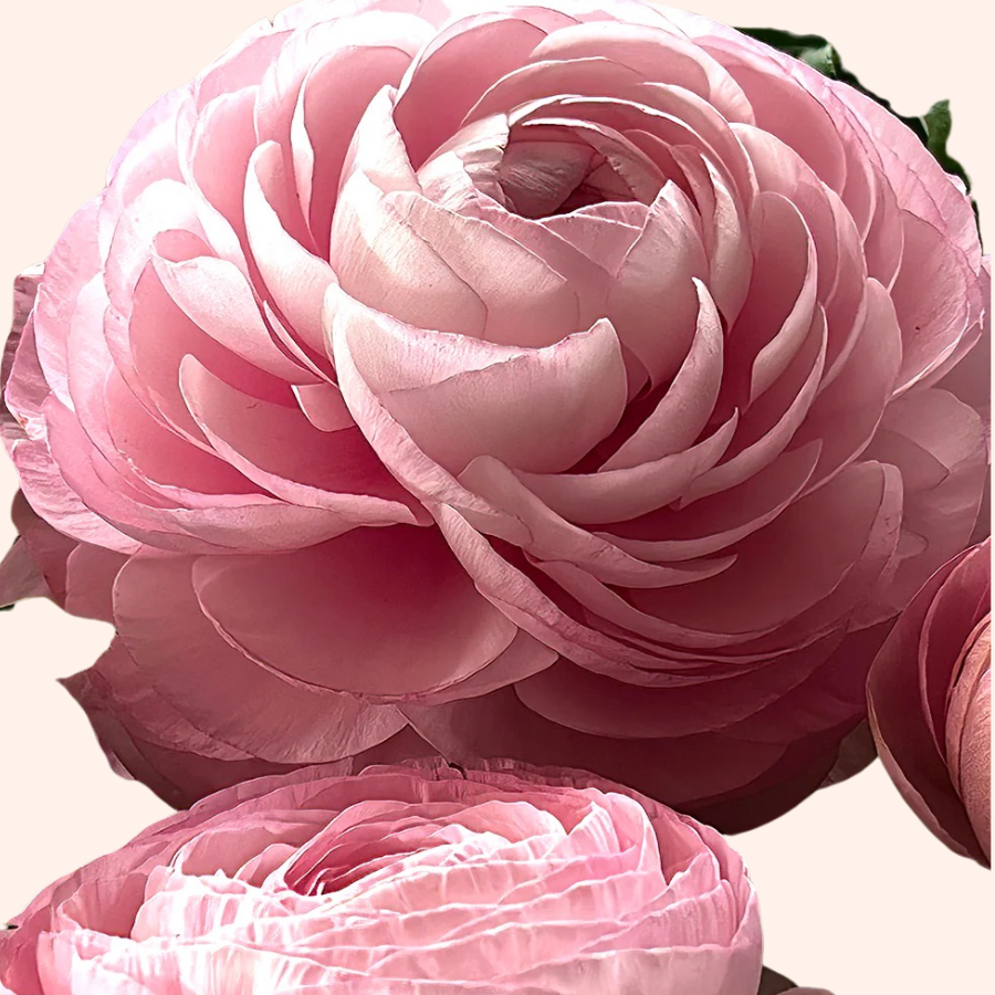 Elegance Ranunculus Rosa Chiaro - 10 Pack – The Happy Hour Flowers