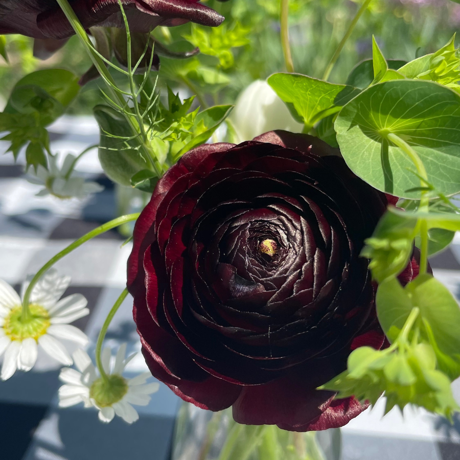 Romance Ranunculus: Perigord - Shop Now – The Happy Hour Flowers