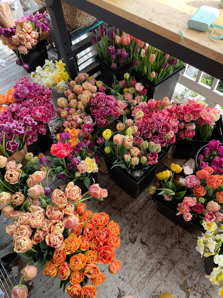Butterfly Ranunculus Corms - Rare Blooms – The Happy Hour Flowers