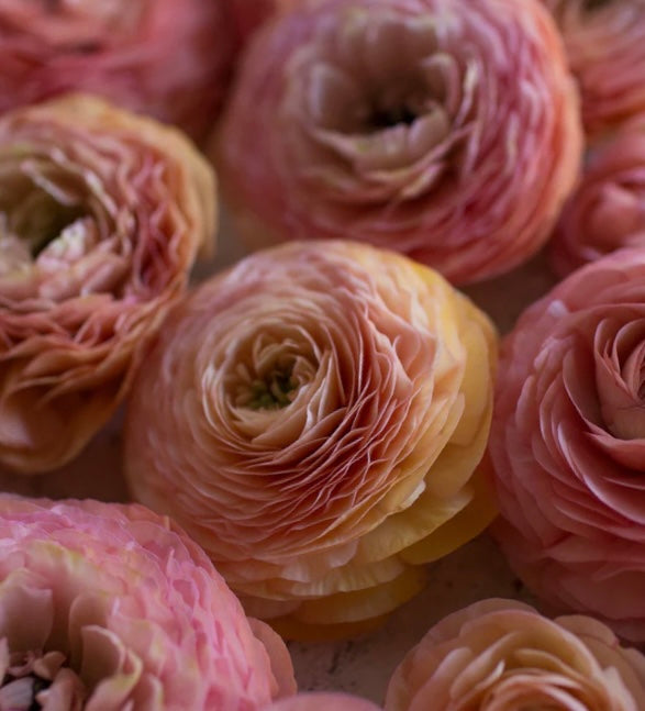 Amandine Ranunculus Salmon Corms – The Happy Hour Flowers
