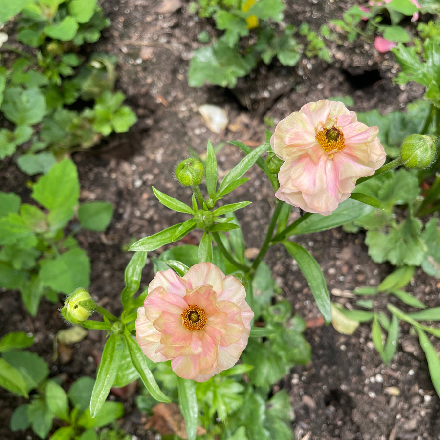 Buy Butterfly Ranunculus Online – The Happy Hour Flowers