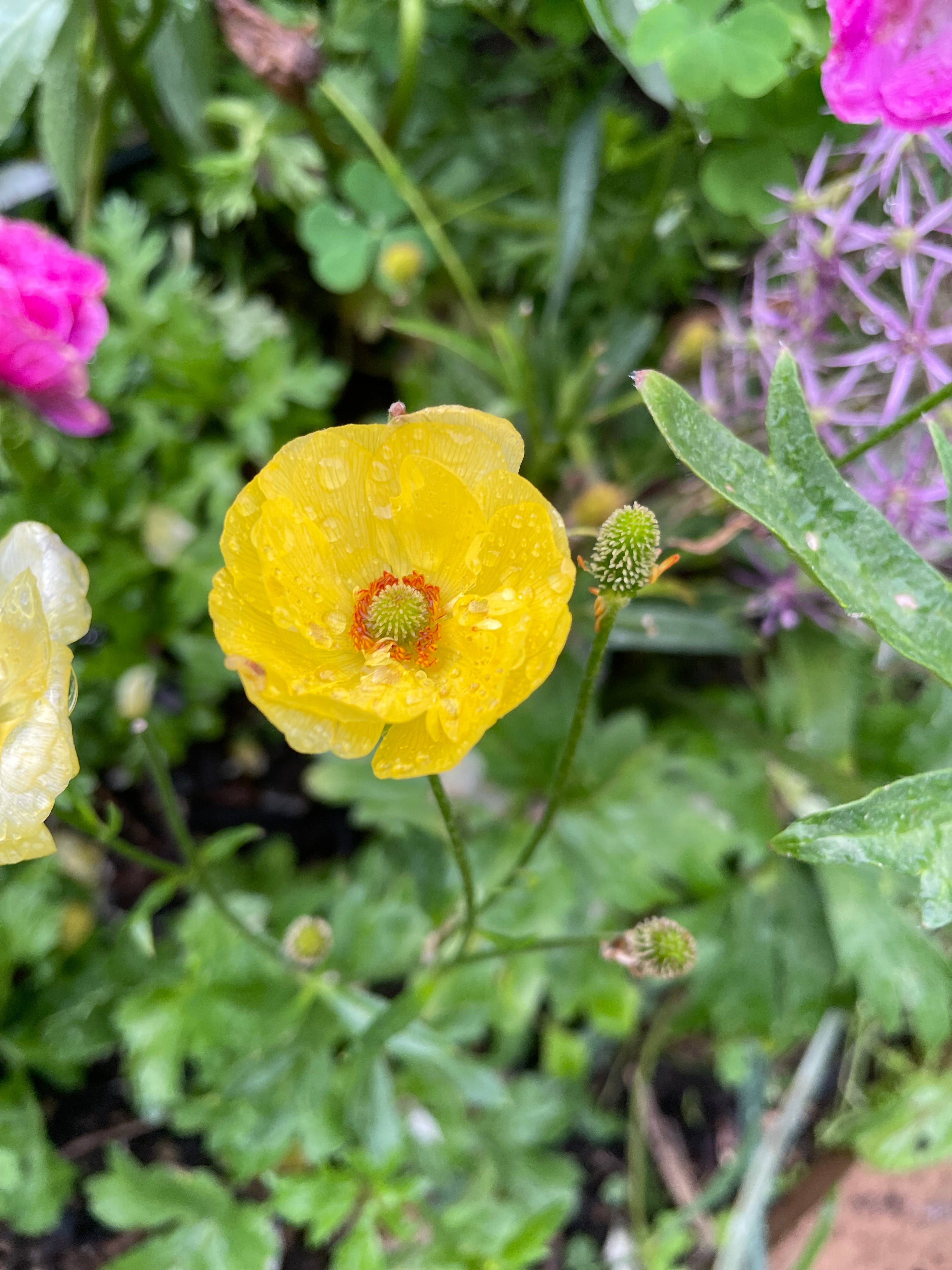 Butterfly Ranunculus Charis Corms – The Happy Hour Flowers