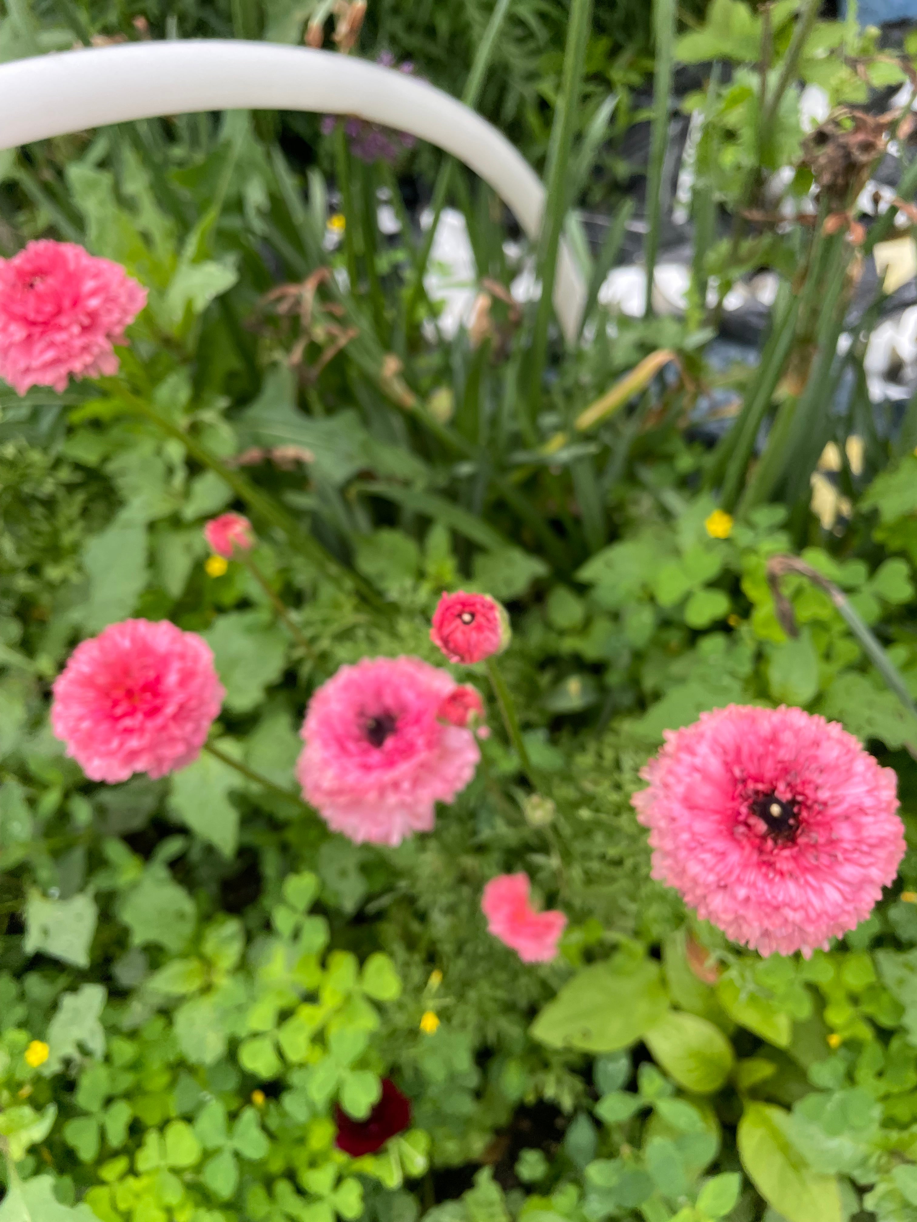 Poodle Ranunculus | Bright & Frilled Pink Flowers – The Happy Hour Flowers