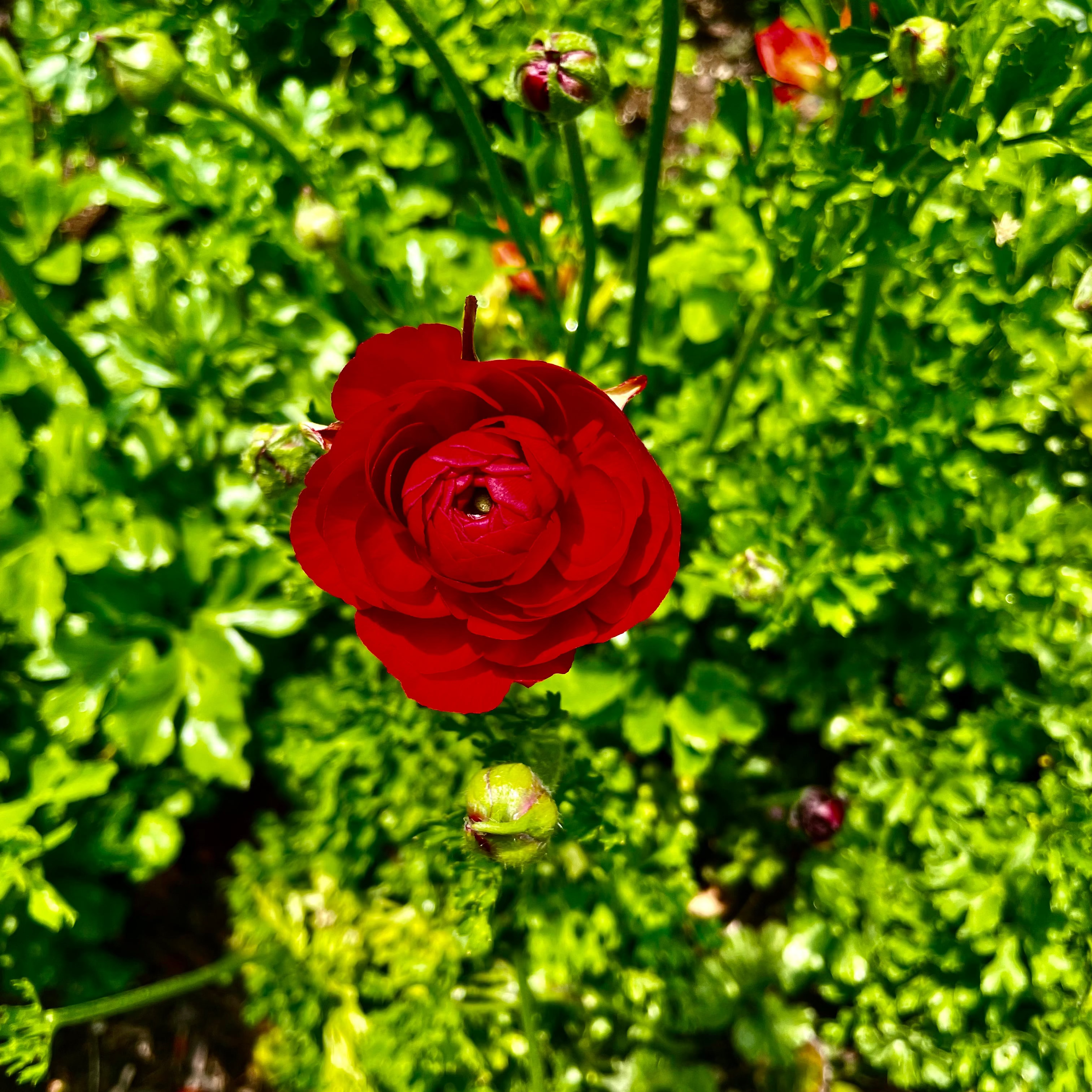 Buy La Belle Ranunculus Corms Now! – The Happy Hour Flowers