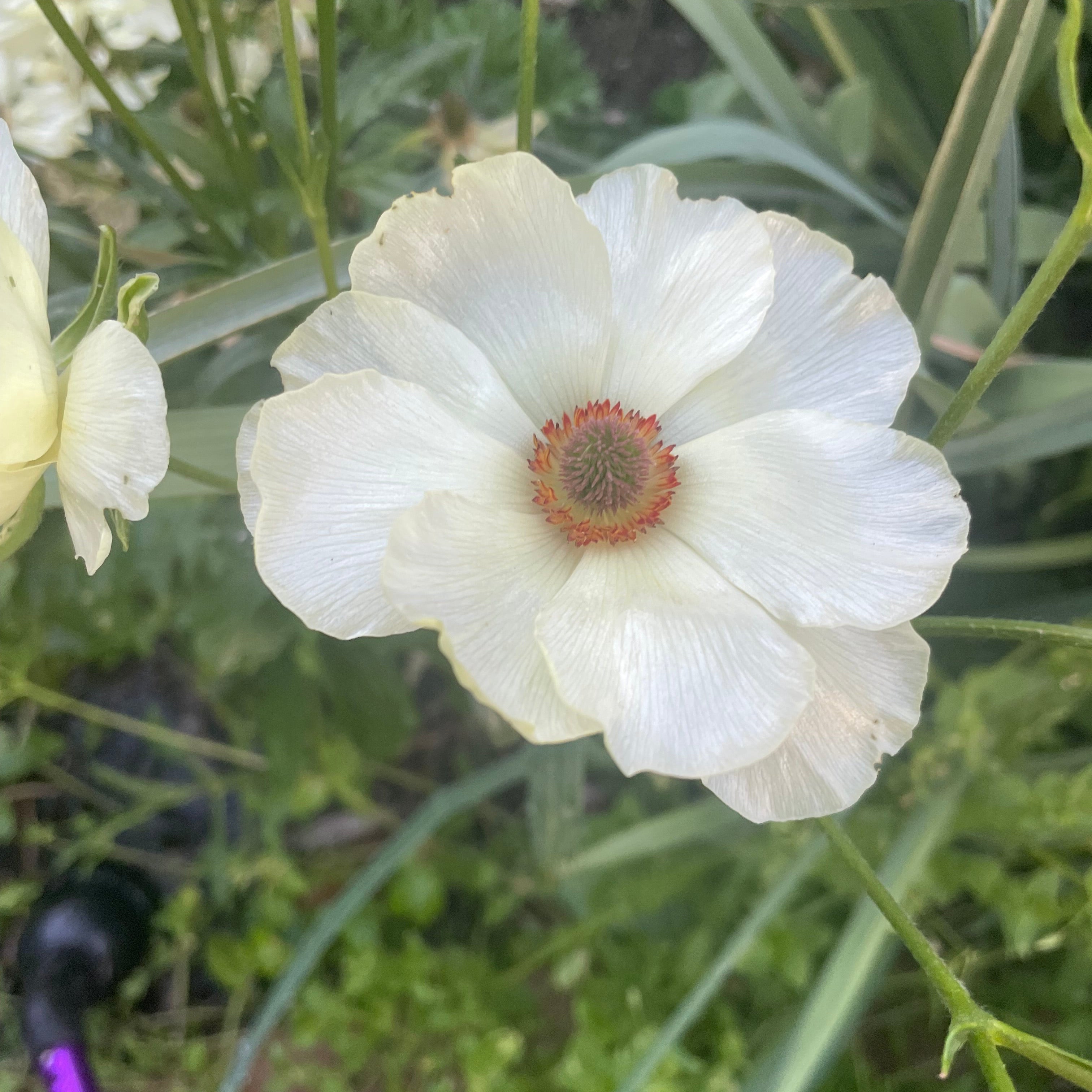 Butterfly Ranunculus Corms - Pack of 5 – The Happy Hour Flowers