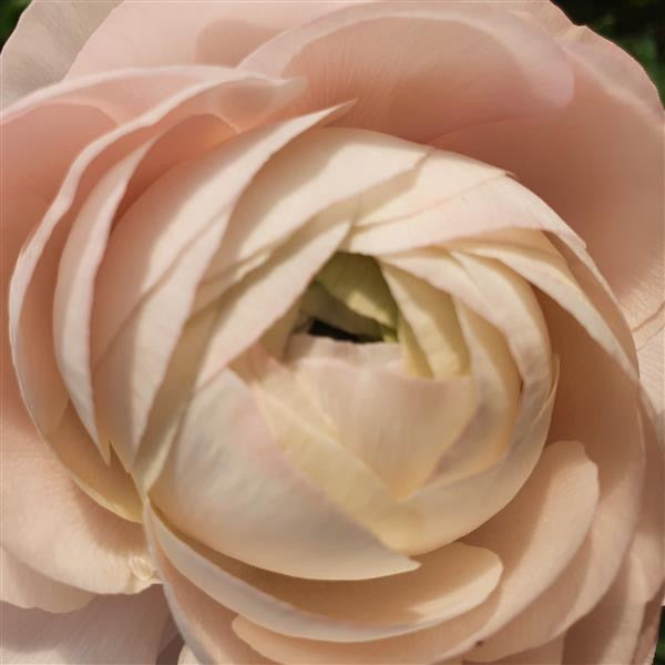 Clone Ranunculus Corms Ginette - Pack of 5 – The Happy Hour Flowers