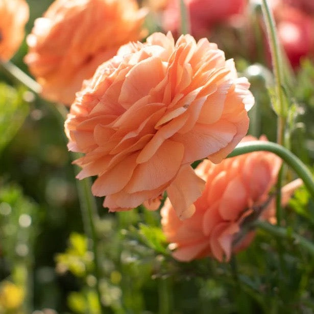 Ranunculus La Belle Champagne – The Happy Hour Flowers