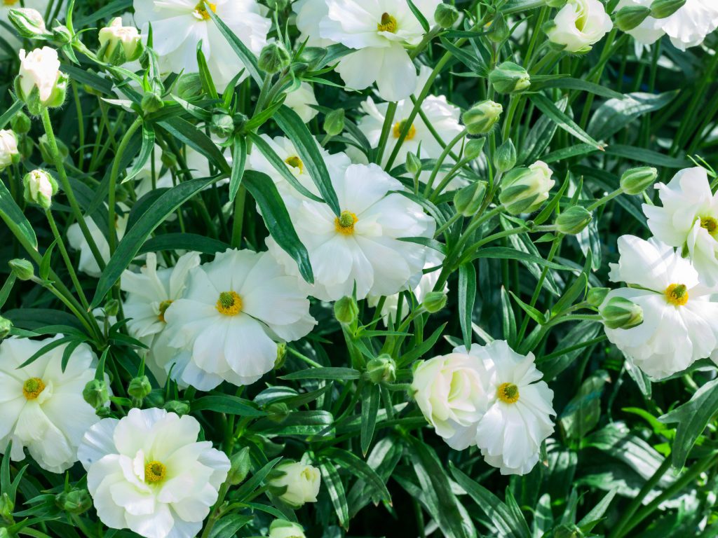 Butterfly Ranunculus Graces - Order Now – The Happy Hour Flowers