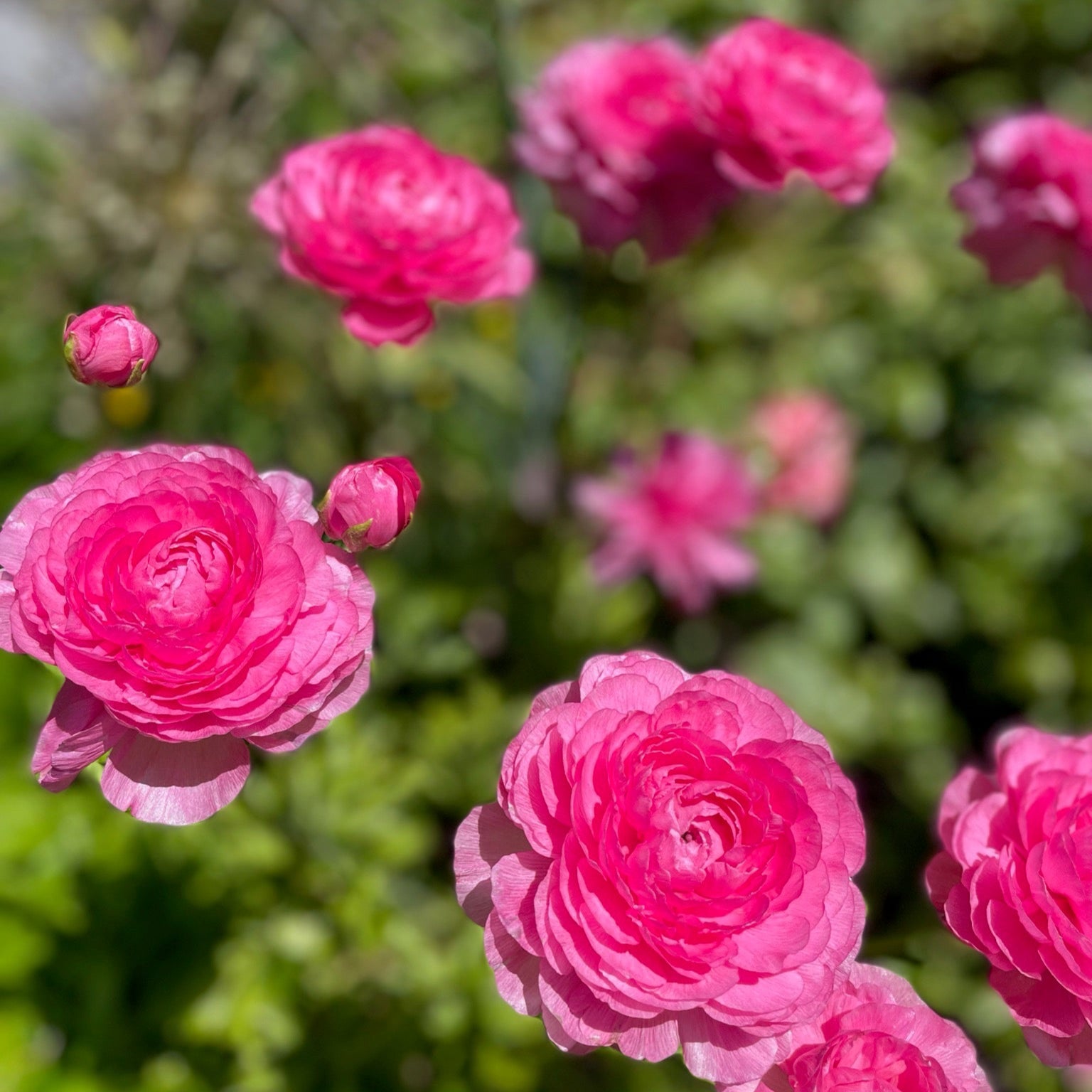 Buy Ranunculus Half Clone Juliette The Happy Hour Flowers