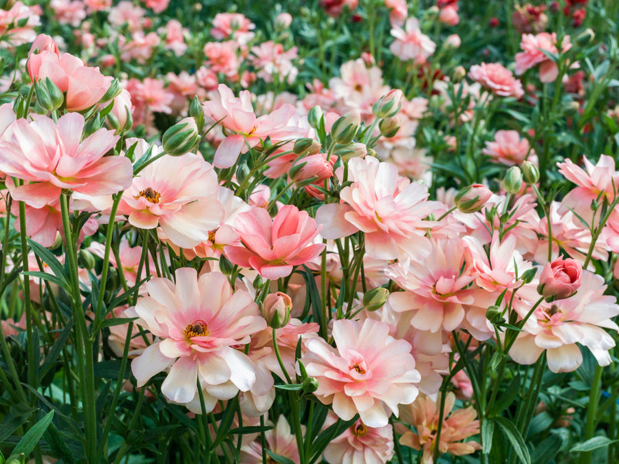 Shop Ranunculus Collection – The Happy Hour Flowers