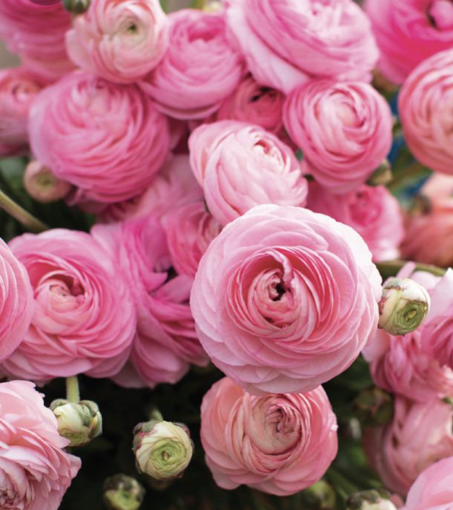 Ranunculus Half-Clone Marshmallow – The Happy Hour Flowers