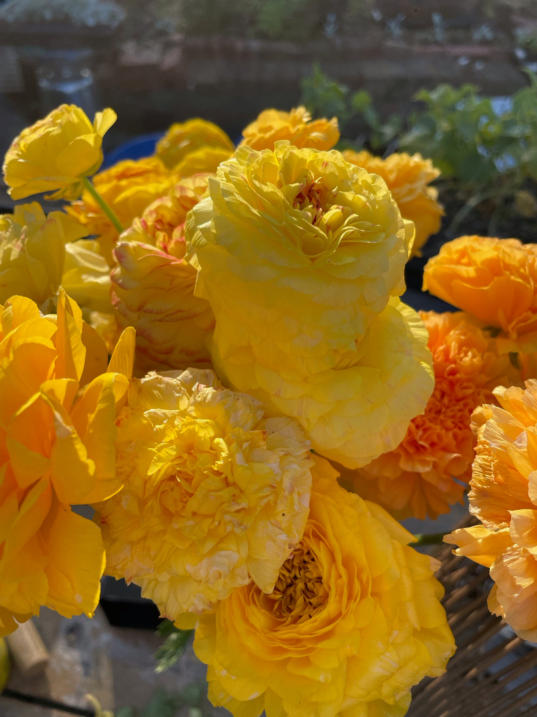 Ranunculus Half Clone Pergold The Happy Hour Flowers