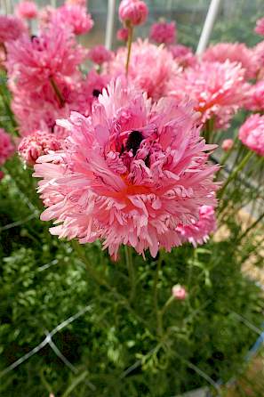 Poodle Ranunculus | Bright & Frilled Pink Flowers – The Happy Hour Flowers