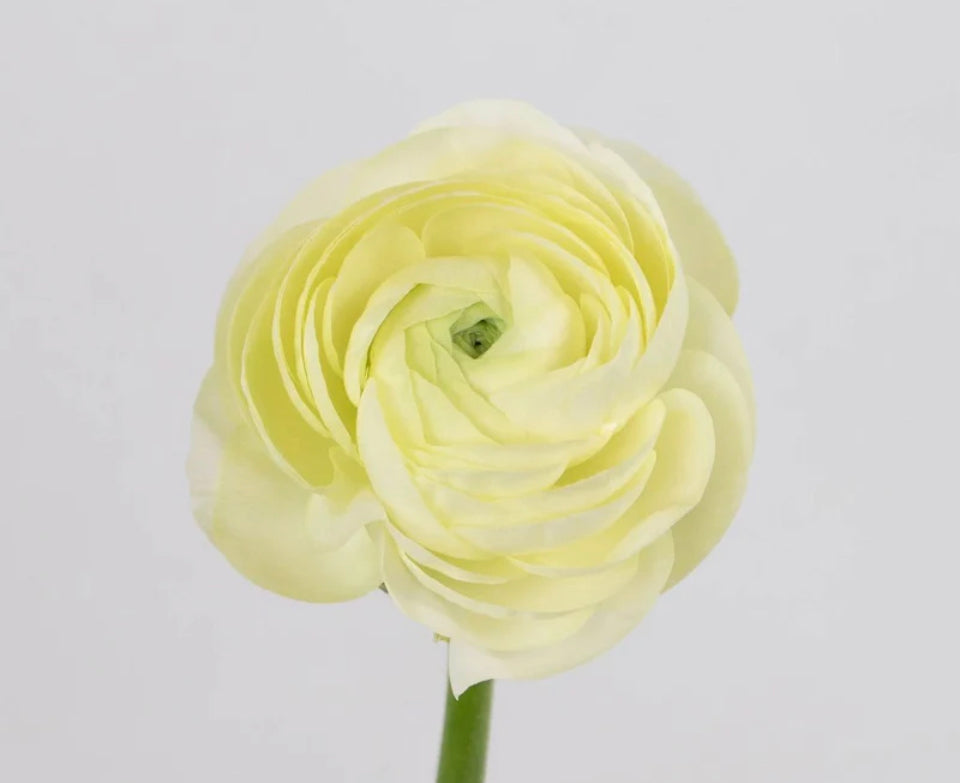 Amandine Ranunculus Cream - Exceptional Cut Flowers – The Happy Hour ...