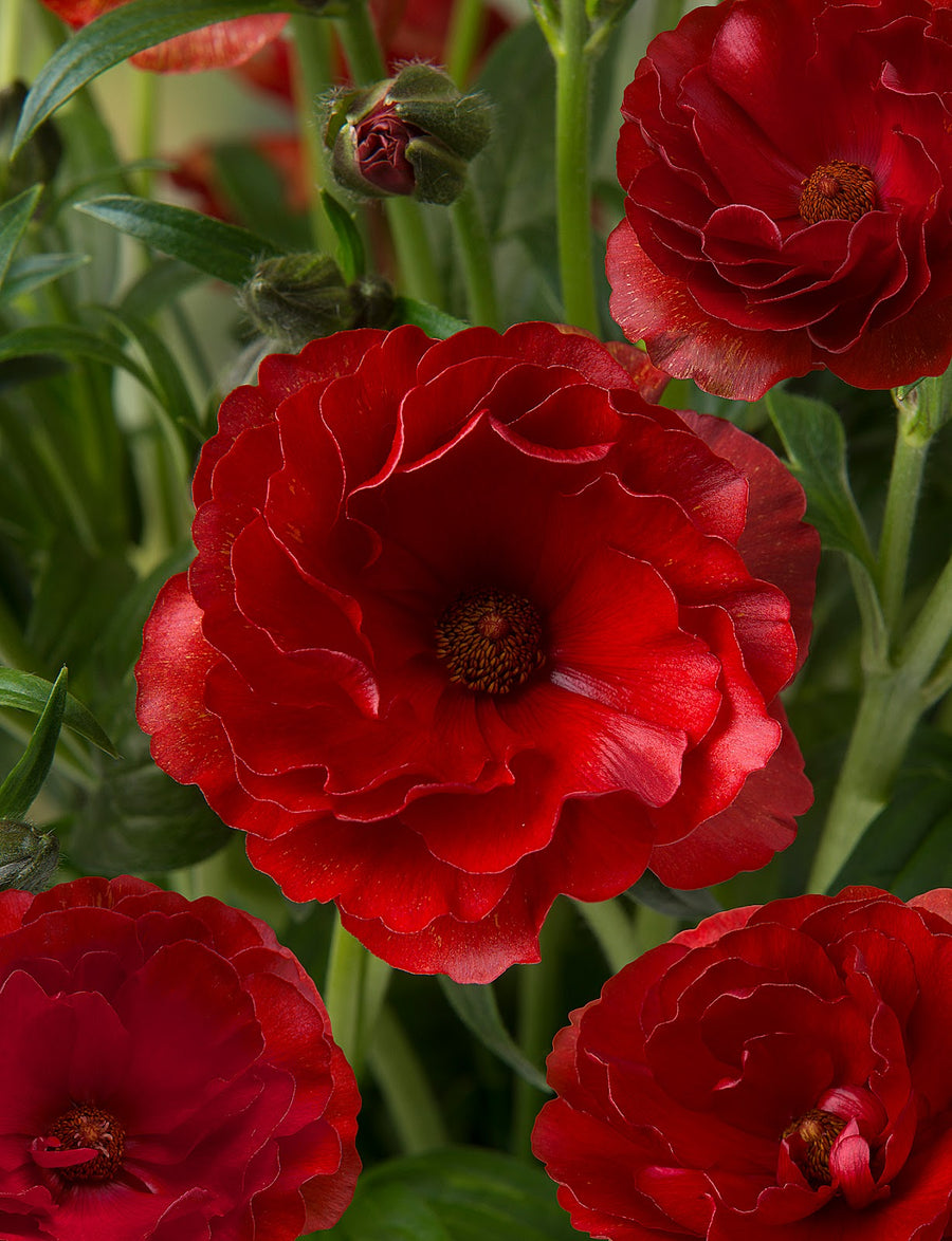 Shop Ranunculus Collection – The Happy Hour Flowers